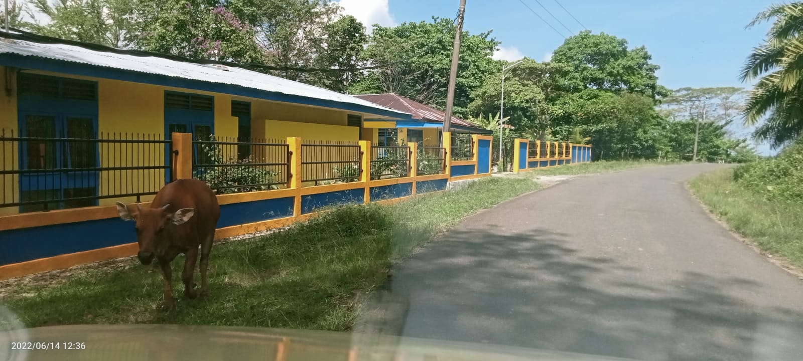 Hewan Ternak Sapi Masih Berkeliaran di Permukiman Buat Warga Geram ... Hewan Ternak Sapi Masih Berkeliaran di Permukiman Buat Warga Geram ...